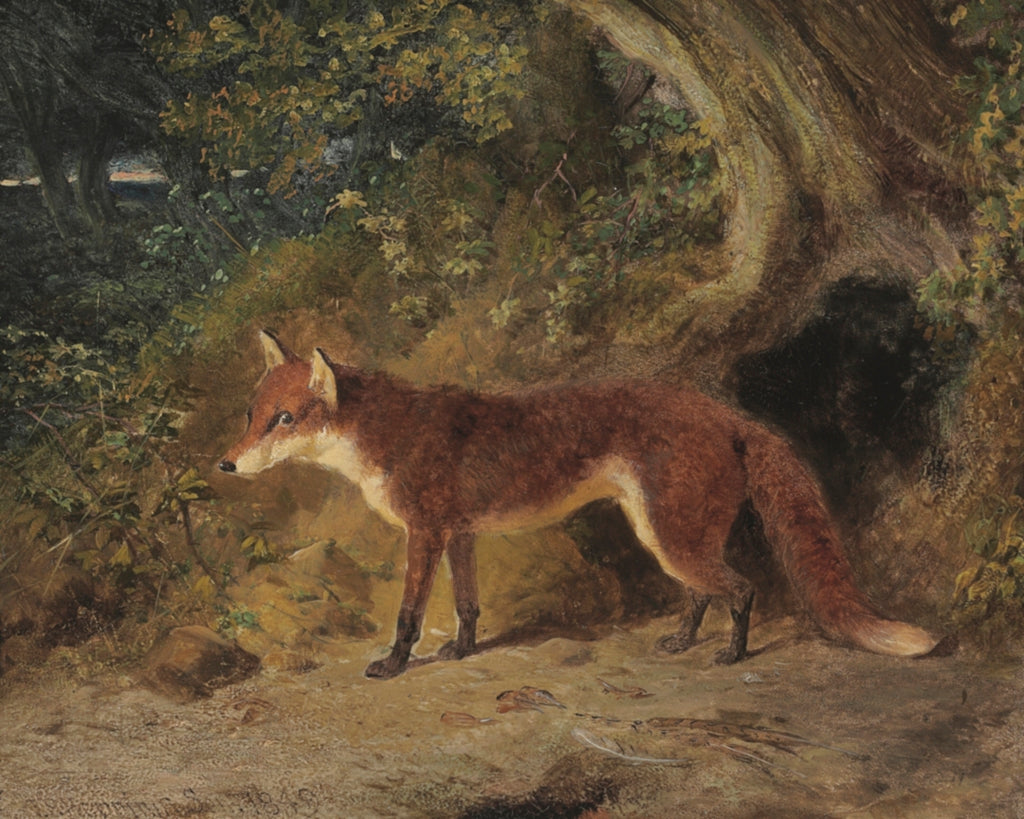 A Red Fox - Vintage Fox Art Prints - Museum Quality Art