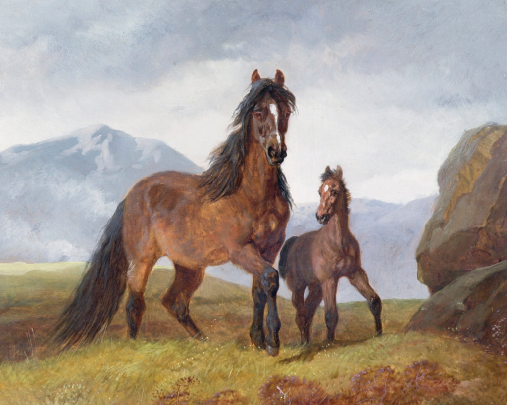 A Welsh Mountain Mare and Foal - Wild Horses Art Prints - Museum ...