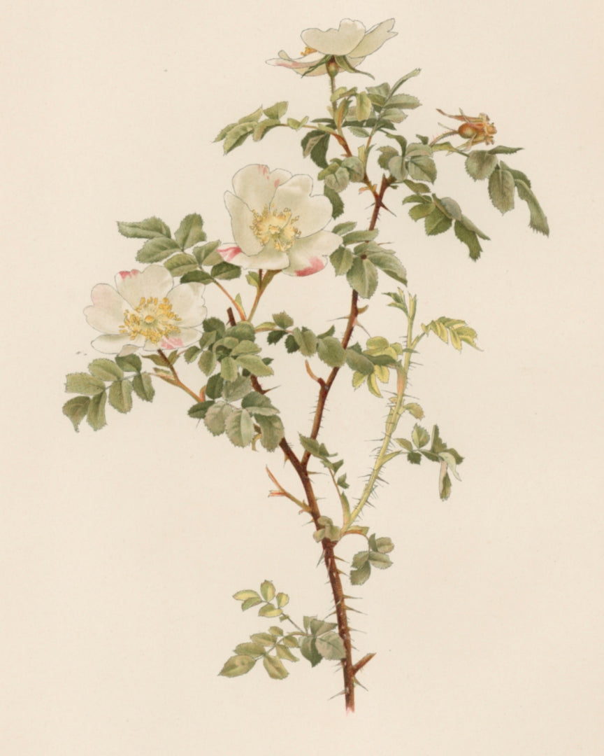 ENGLISH ROSE | Museum Quality Art