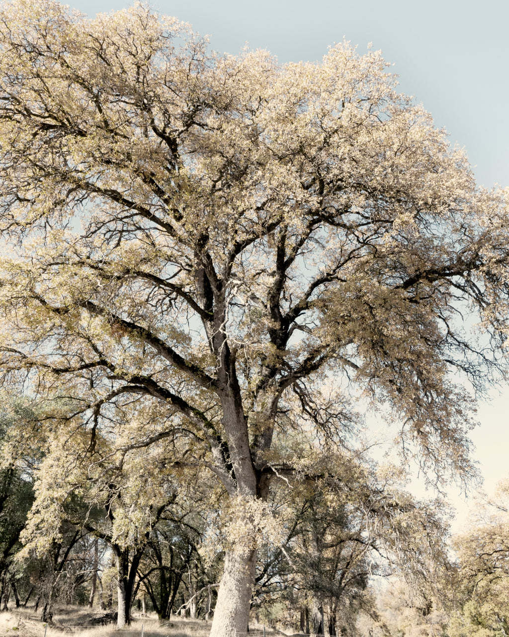 Oak Tree II - Hope Bainbridge Art Prints - Museum Quality Art