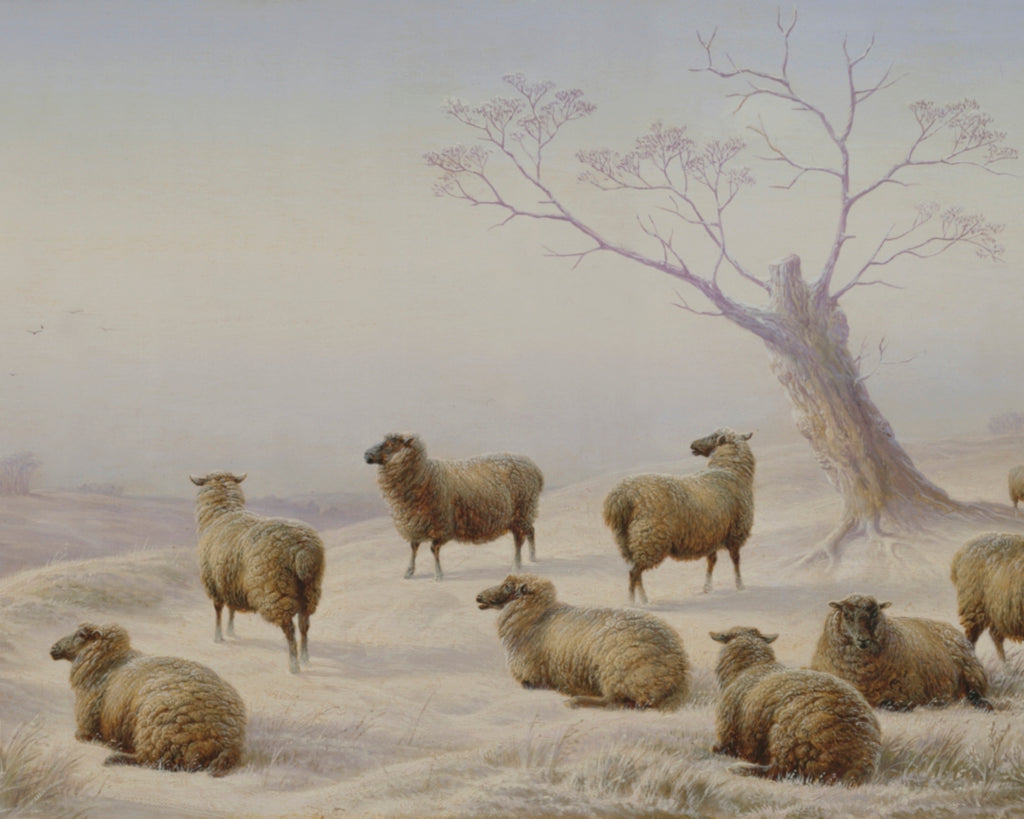 Sheep in Snow - Winter Sheep Art Prints - Museum Quality Art