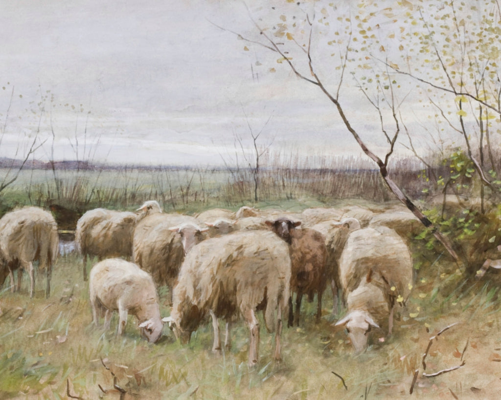 Sheep - Watercolor Sheep Art Prints - Museum Quality Art