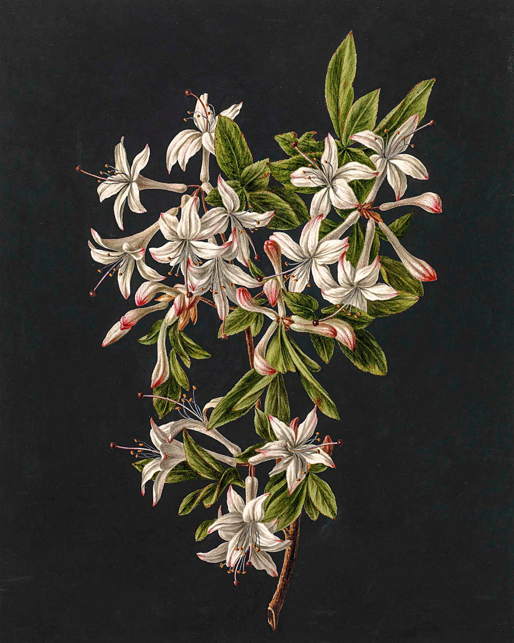 Azaleas Art Print - Azalea Wall Art – Museum Quality Art