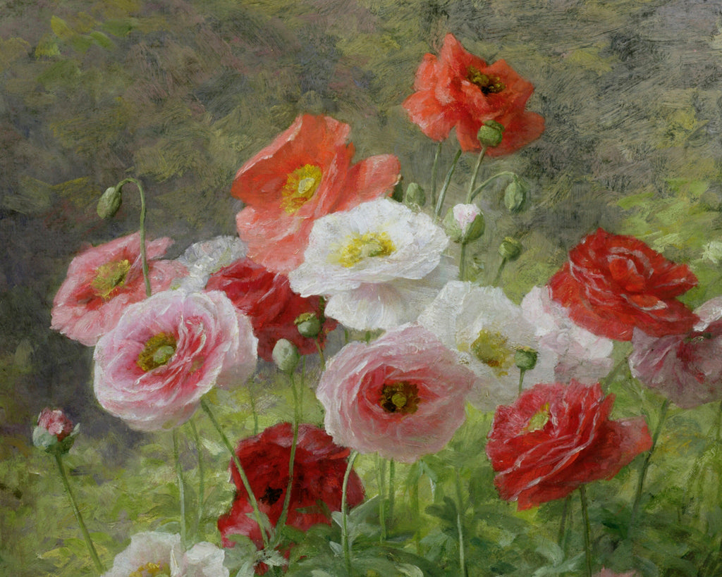 Cluster of Poppies - Poppy Art Prints - Museum Quality Art