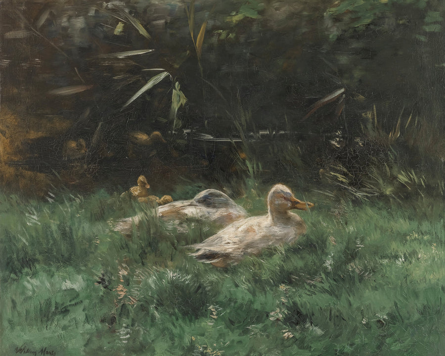 Ducks Art Prints and Wall Art – Museum Quality Art