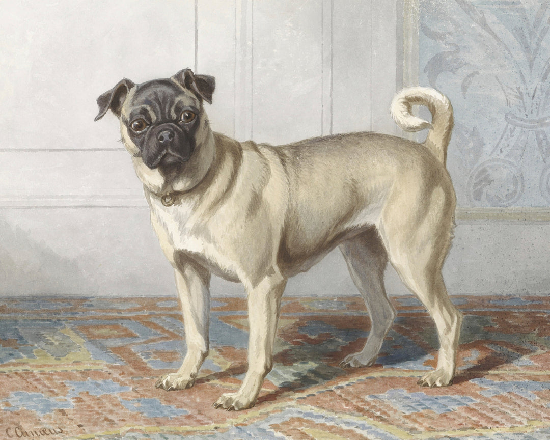 Pug Art Print – Museum Quality Art