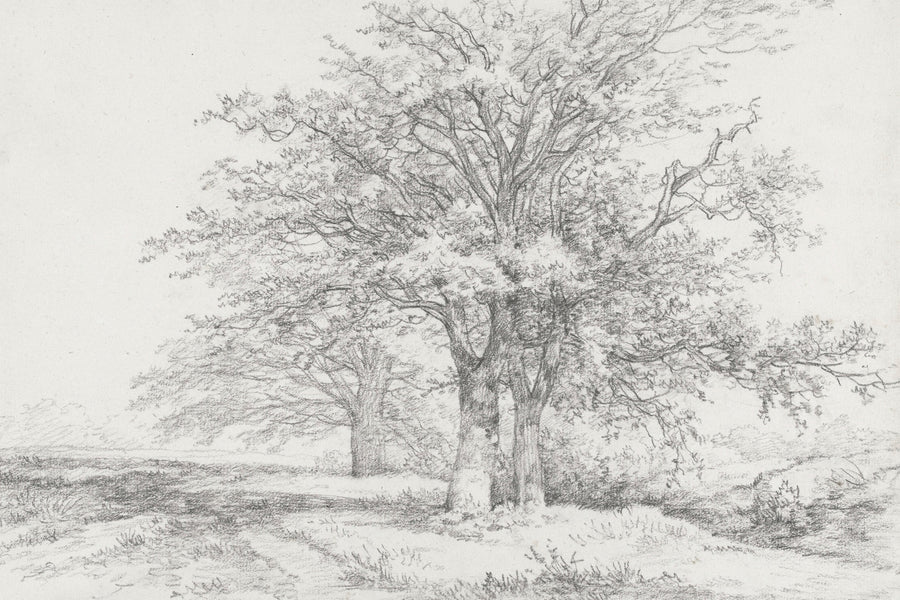 Three Trees Sketch – Museum Quality Art